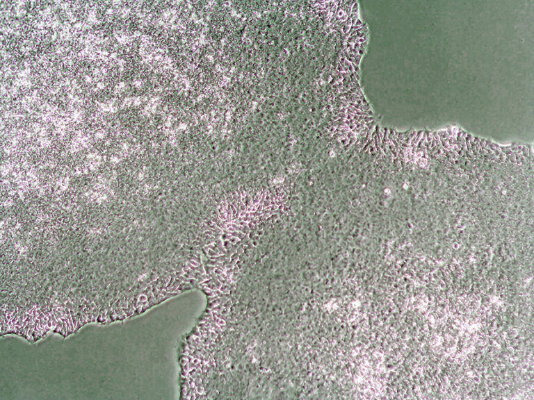 Expert iPSC Reprogramming Services - 4 powerful reasons